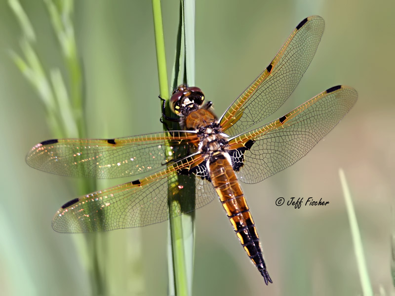 Additional Four-spotted Skimmer pics
